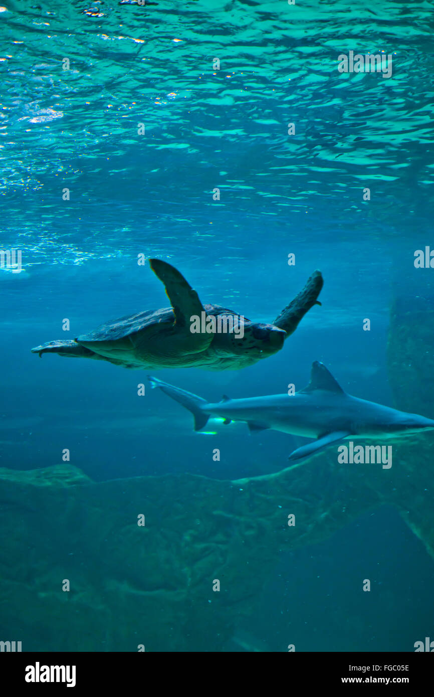 Shark turtle hi-res stock photography and images - Alamy