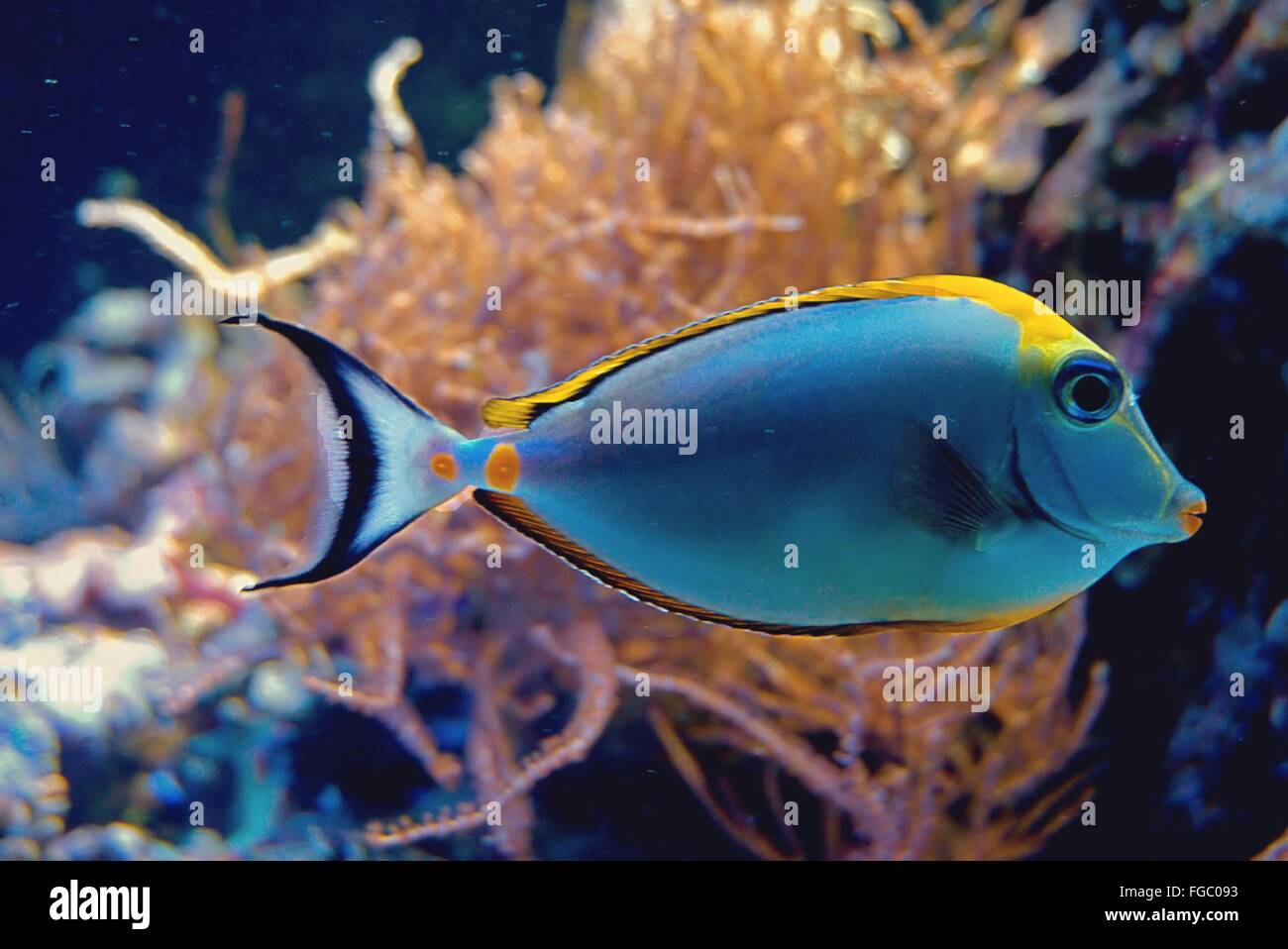 Close-Up Of Blue Fish Swimming In Sea Stock Photo - Alamy