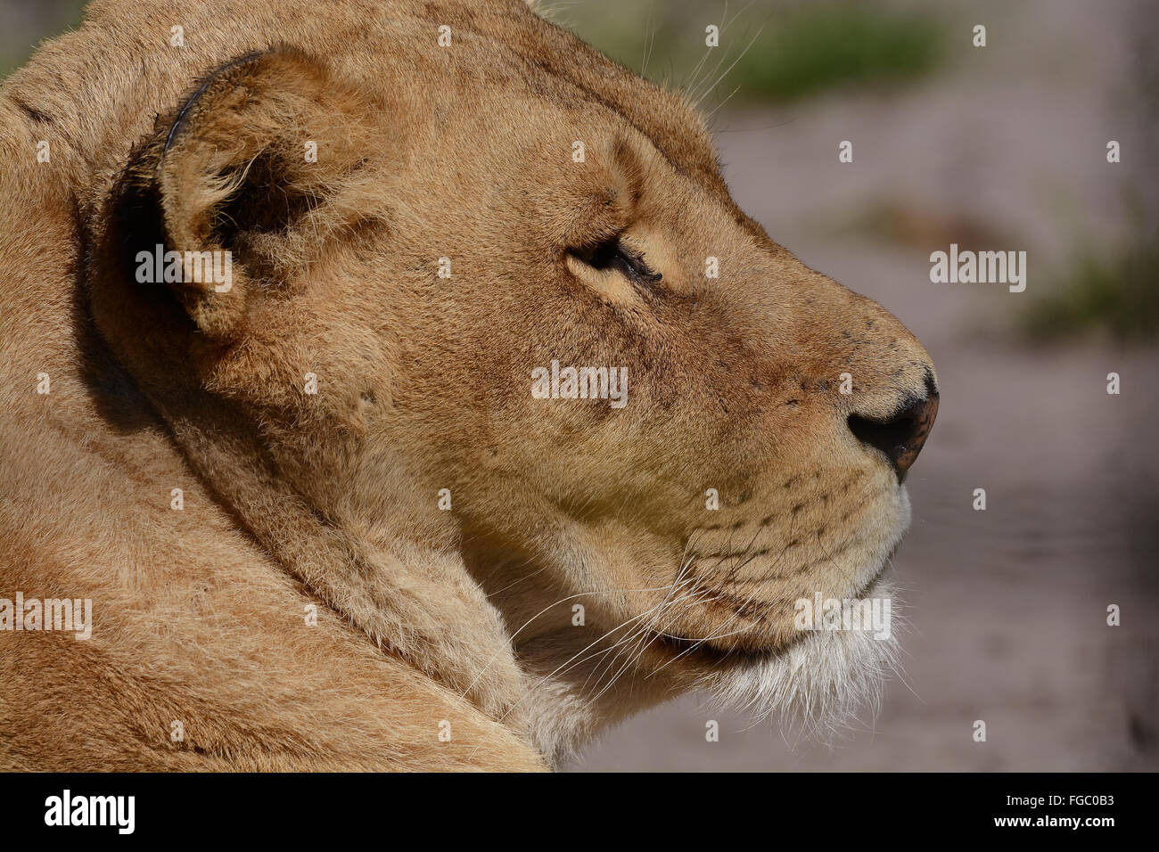 Lioness Headshot Stock Photos & Lioness Headshot Stock Images - Alamy