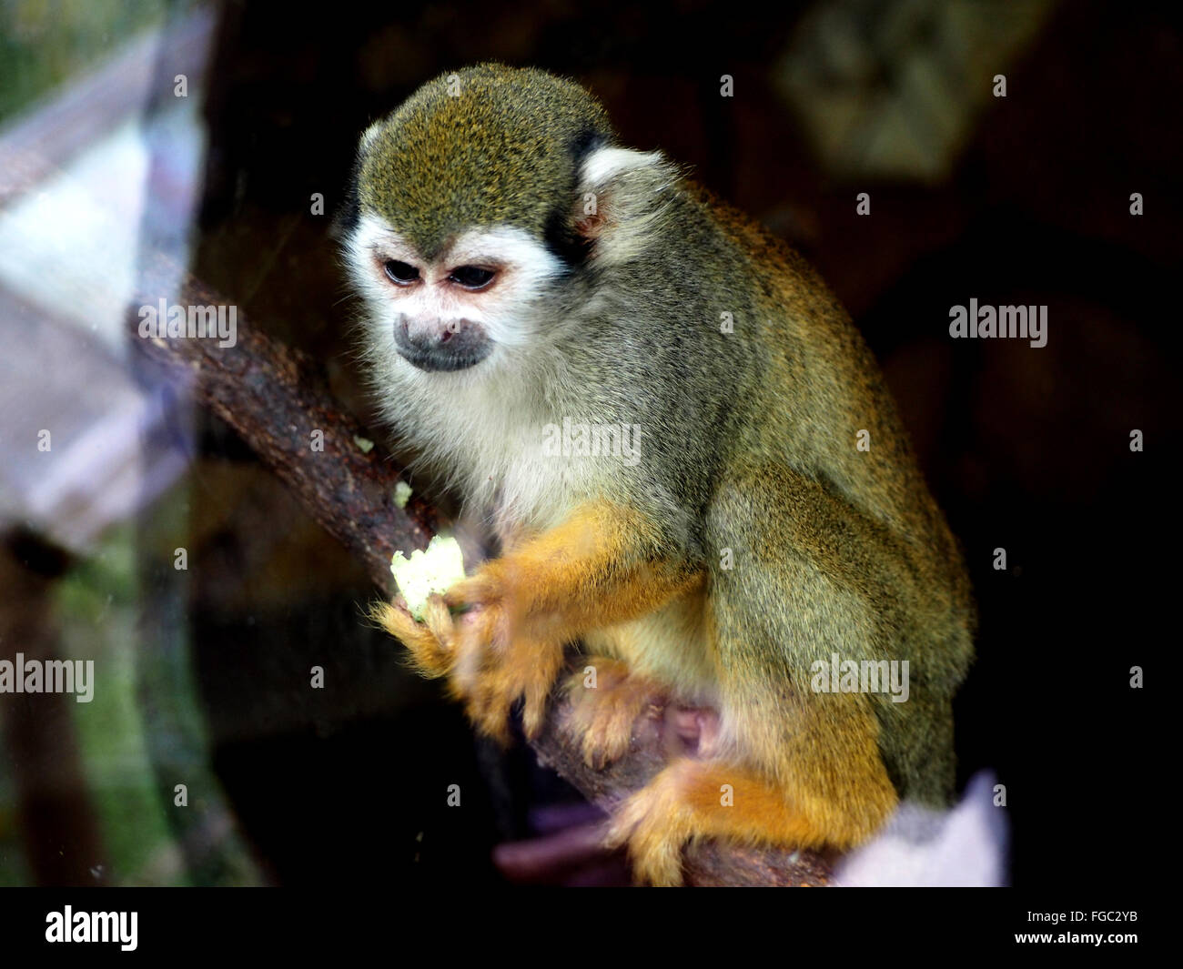 Close-Up Of Spider Monkey At Zoo Stock Photo - Alamy
