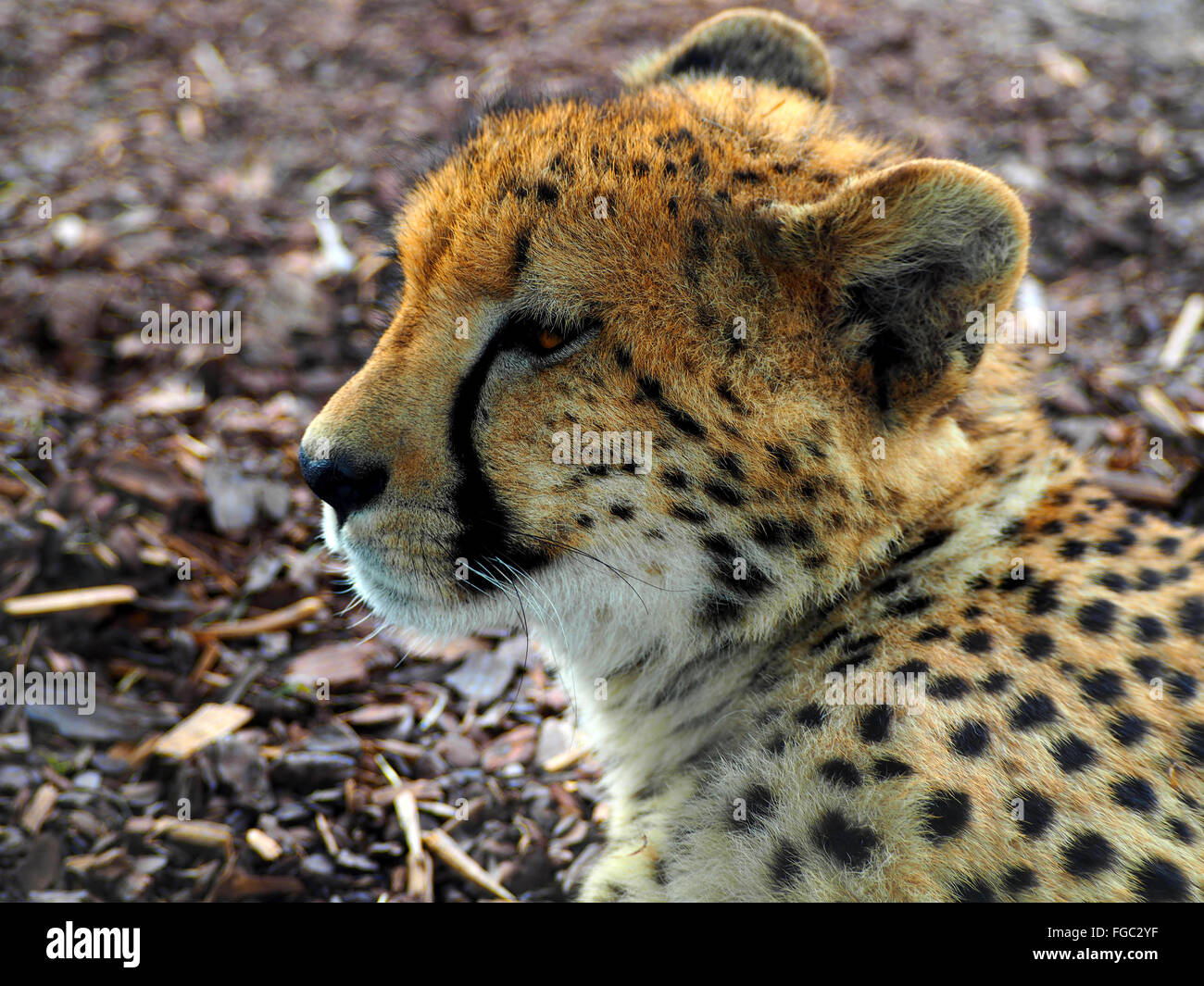 Cheetah markings hi-res stock photography and images - Alamy