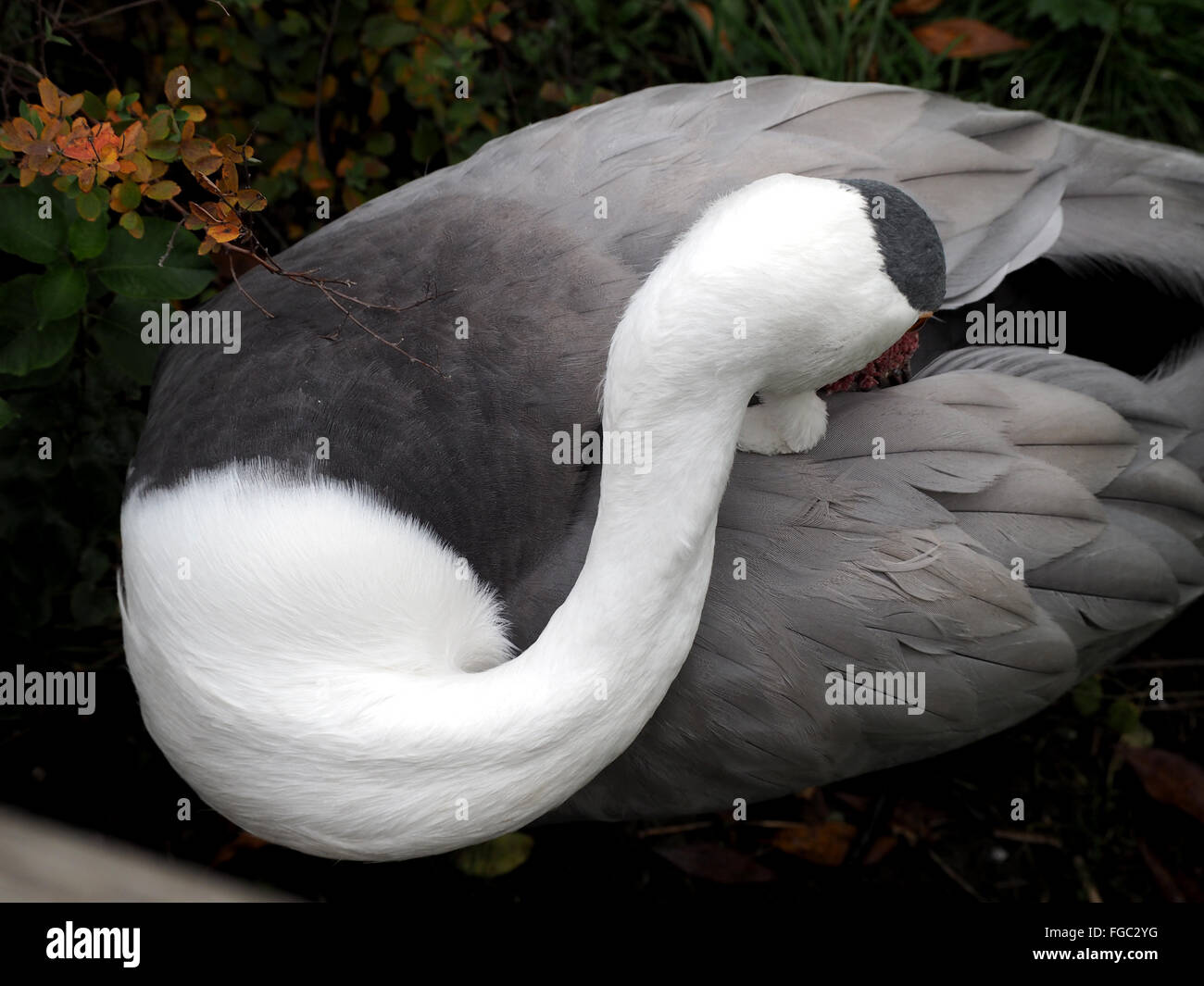 Sleeping swan hi-res stock photography and images - Alamy