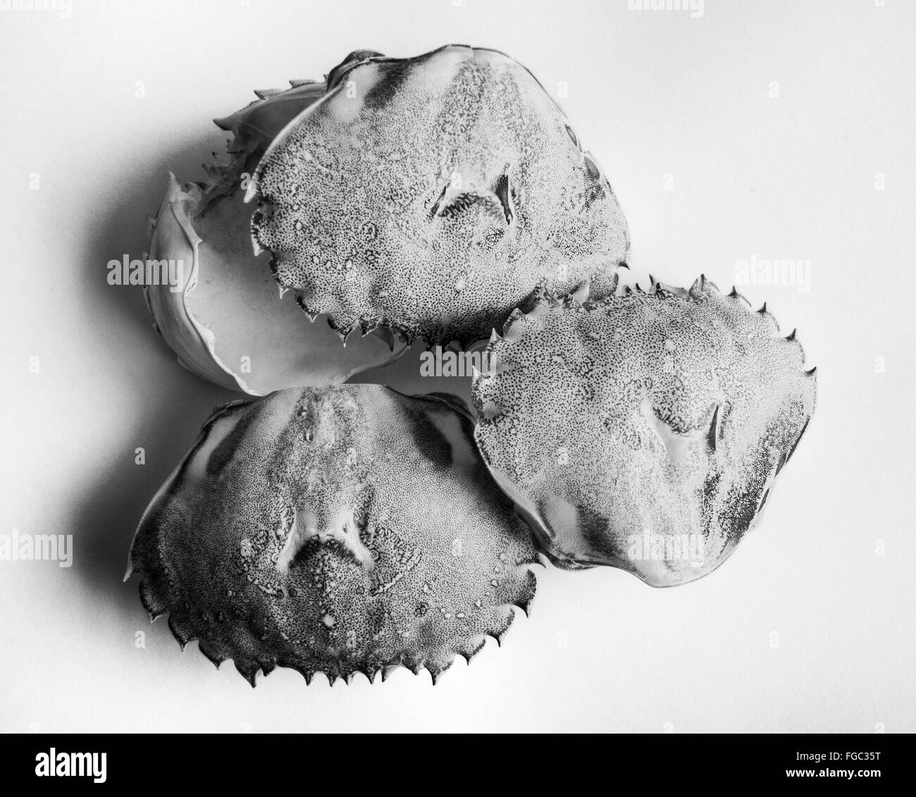 Crab shells hi-res stock photography and images - Alamy