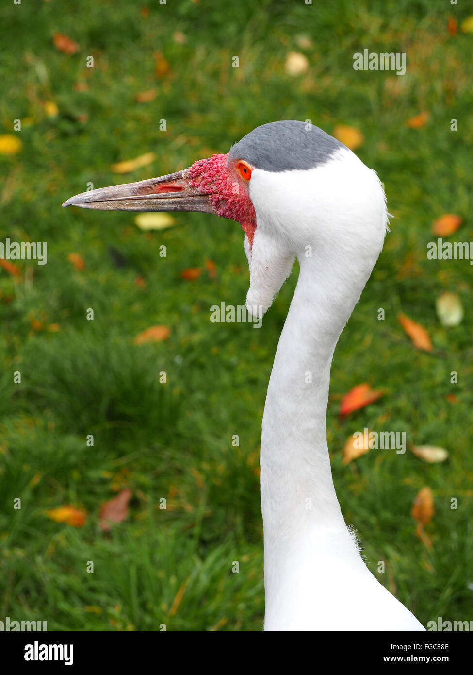 Wattled Crane High Resolution Stock Photography and Images - Alamy