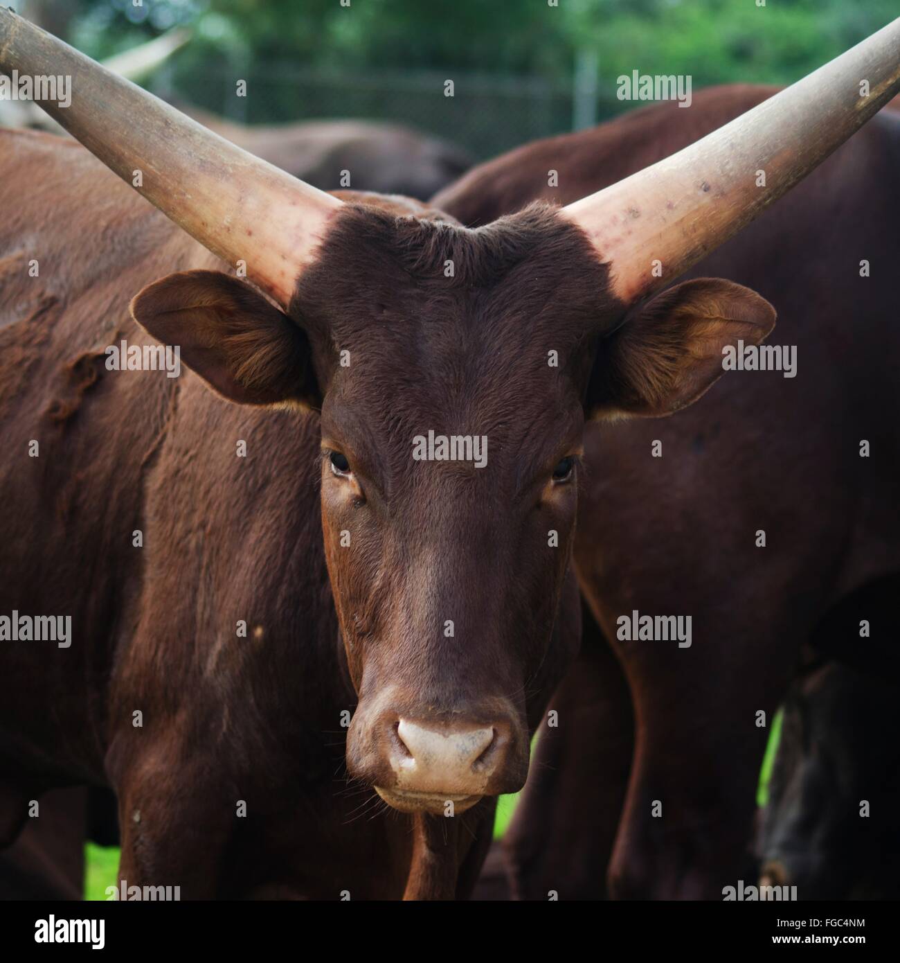 Ankole cattle hi-res stock photography and images - Alamy