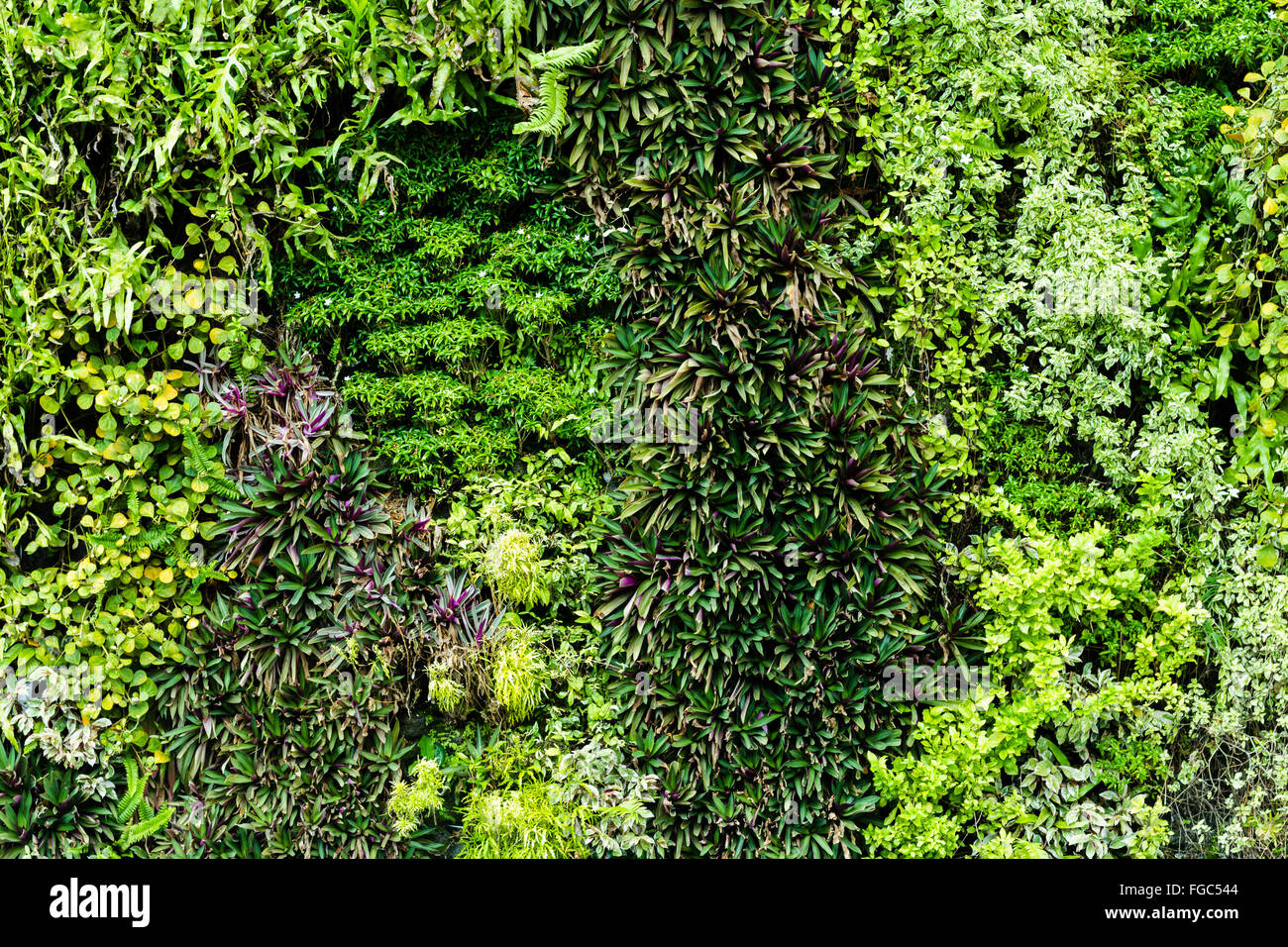 Walls of beautiful leaf Stock Photo - Alamy