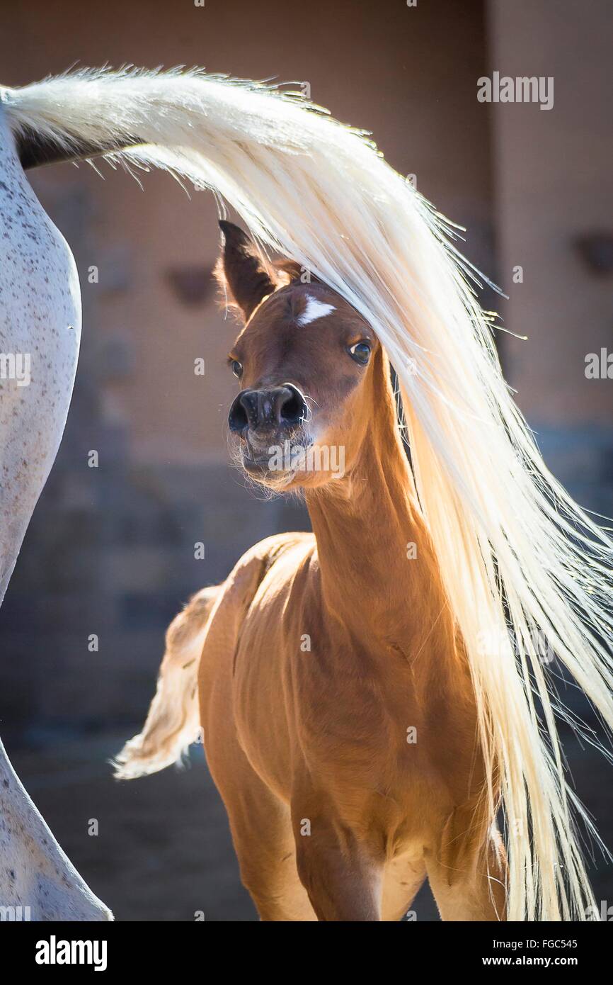 Arabian Horse. Chestnut filly-foal under mothers tail. Egypt Stock ...