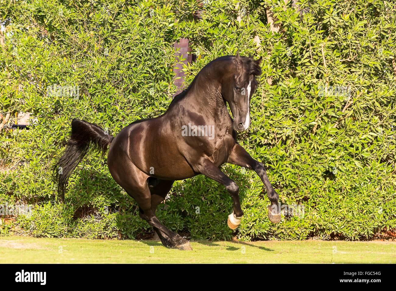 Arabian Horse. Black stallion galloping on a lawn showing display ...