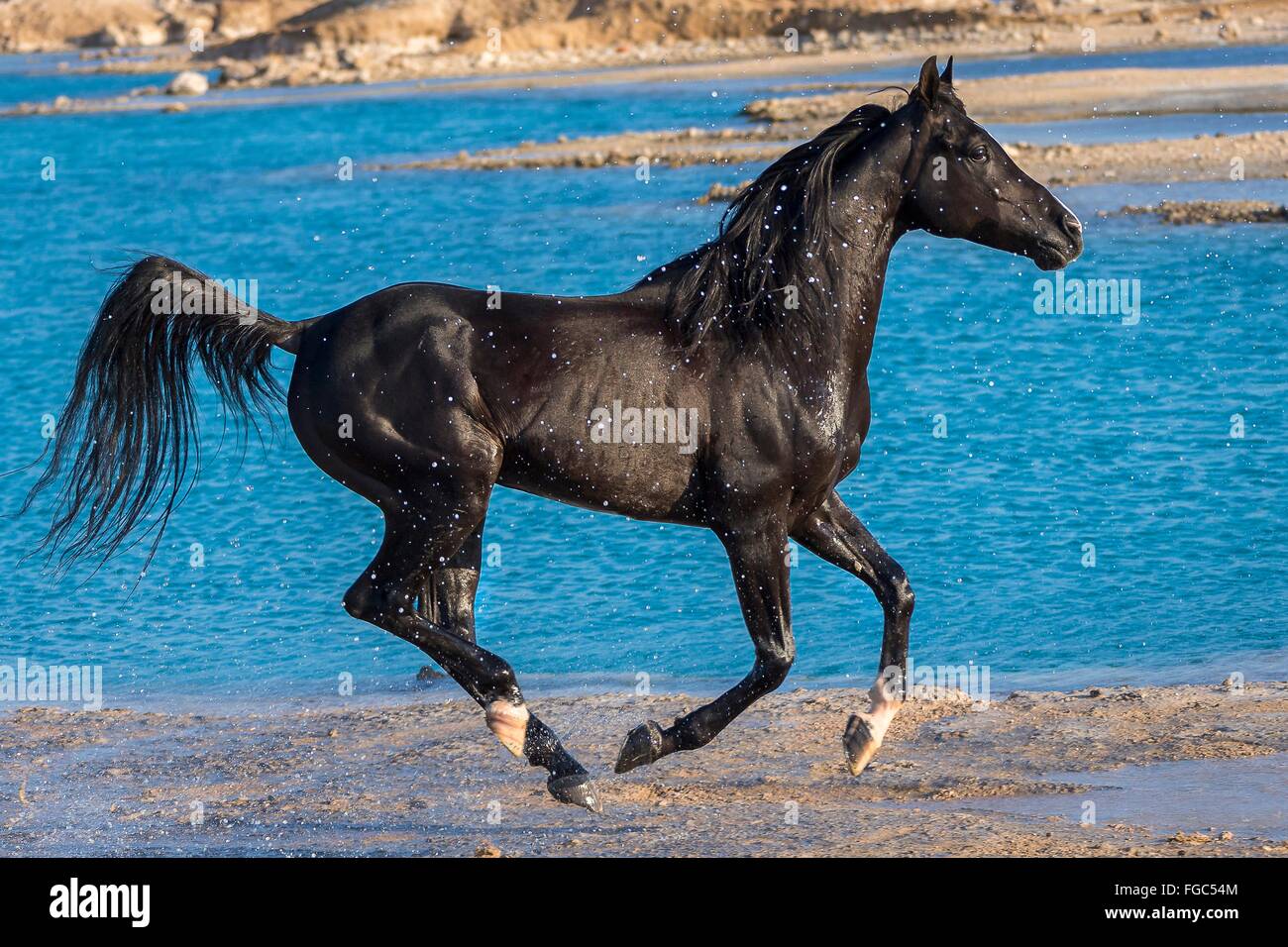 Arabian Horse. Black stallion galloping on a beach. Egypt Stock Photo ...