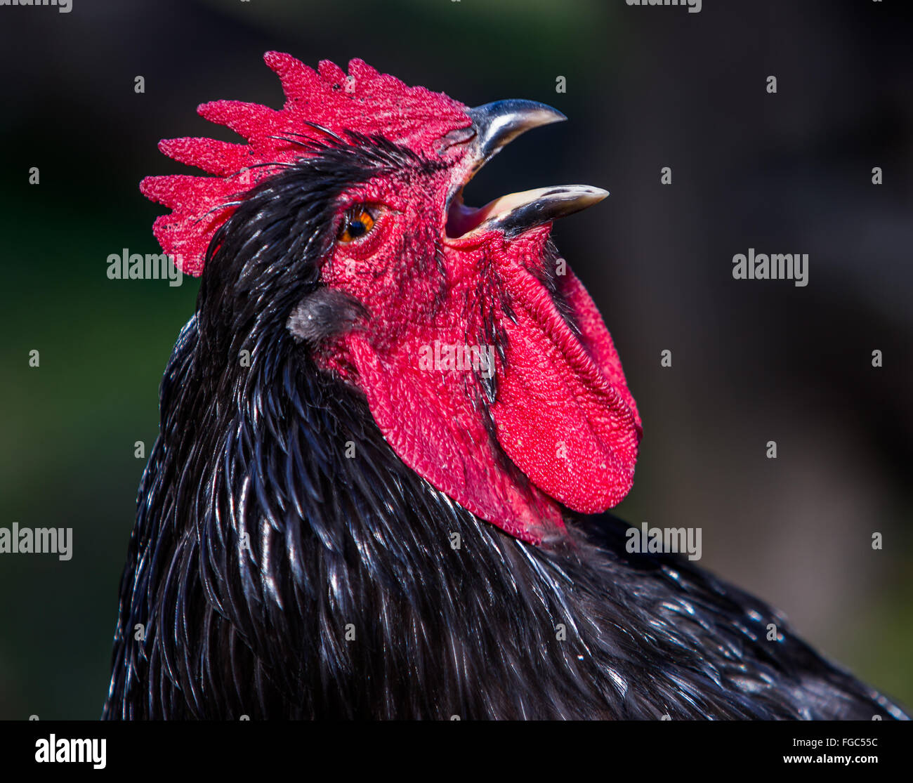 Charleston south carolina middleton place hi-res stock photography and ...