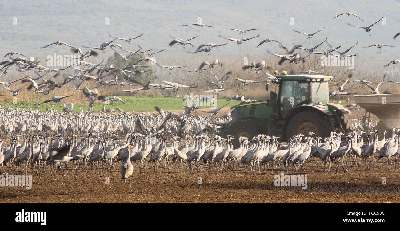 A tractor driving over a field full of cranes, spreading corn for the ...