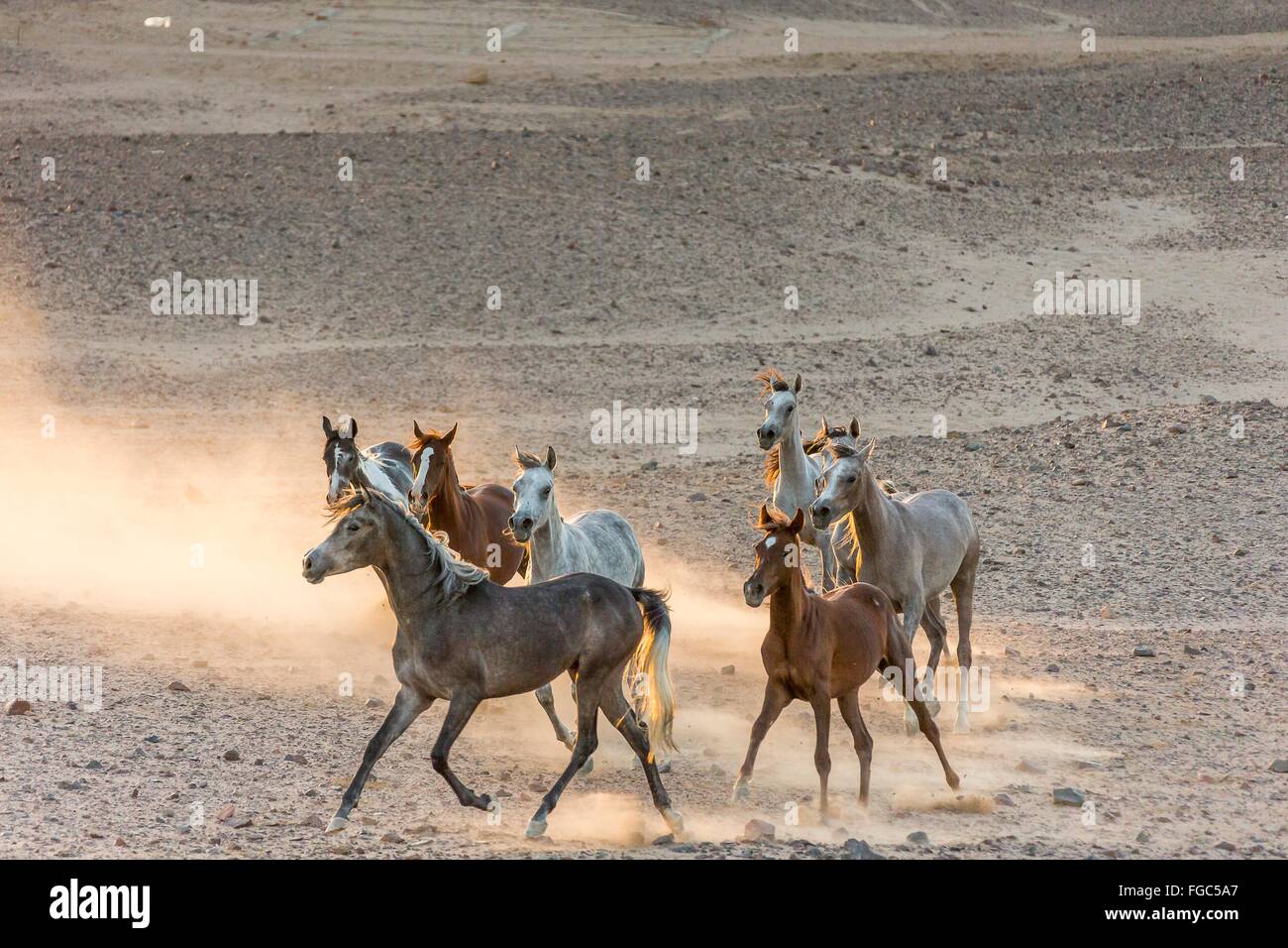 Arabian Horse. Herd galloping in the desert. Egypt Stock Photo - Alamy