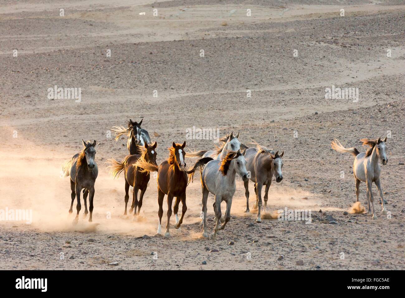 Arabian Horse. Herd galloping in the desert. Egypt Stock Photo - Alamy