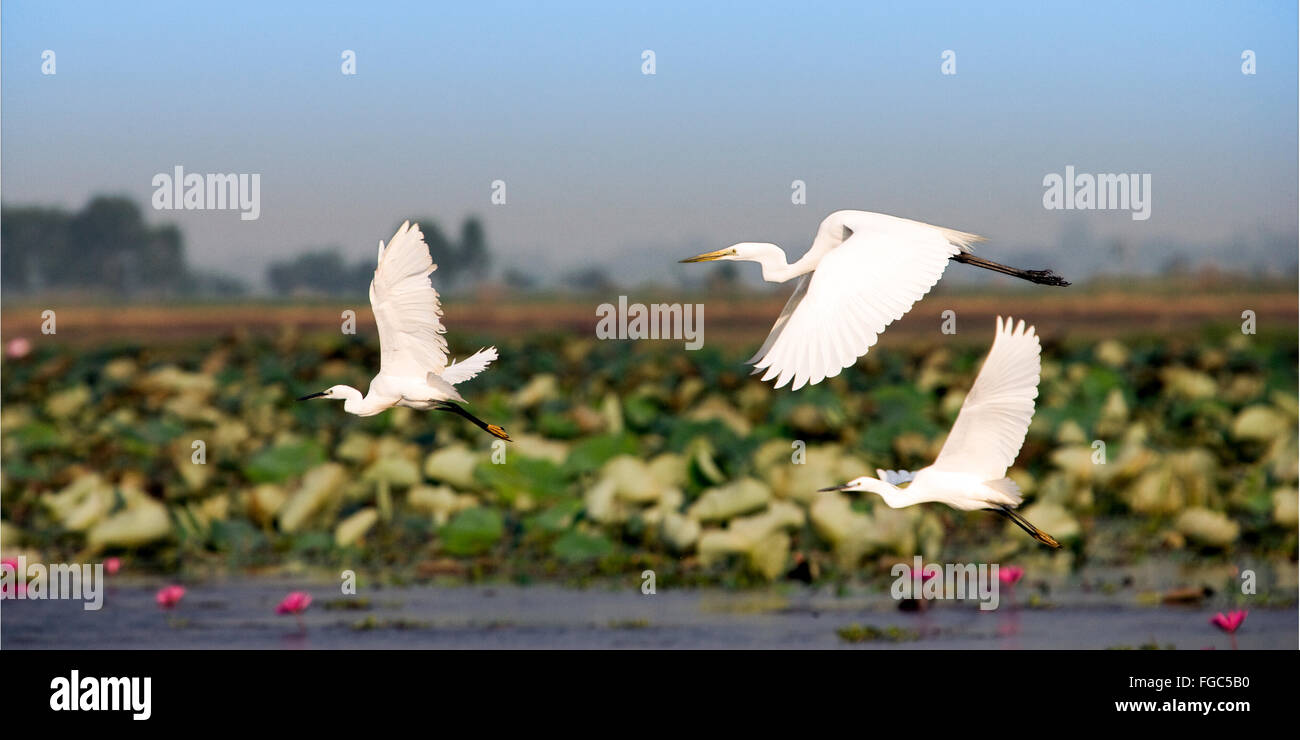 Swamp birds hi-res stock photography and images - Alamy