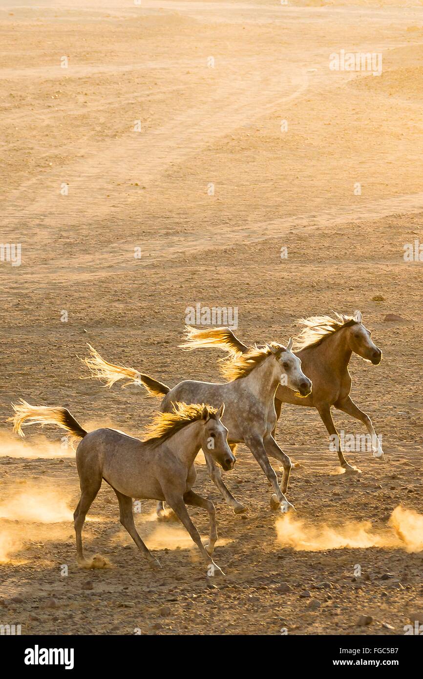 Arabian Horse. Three young mares galloping in the desert in evening ...