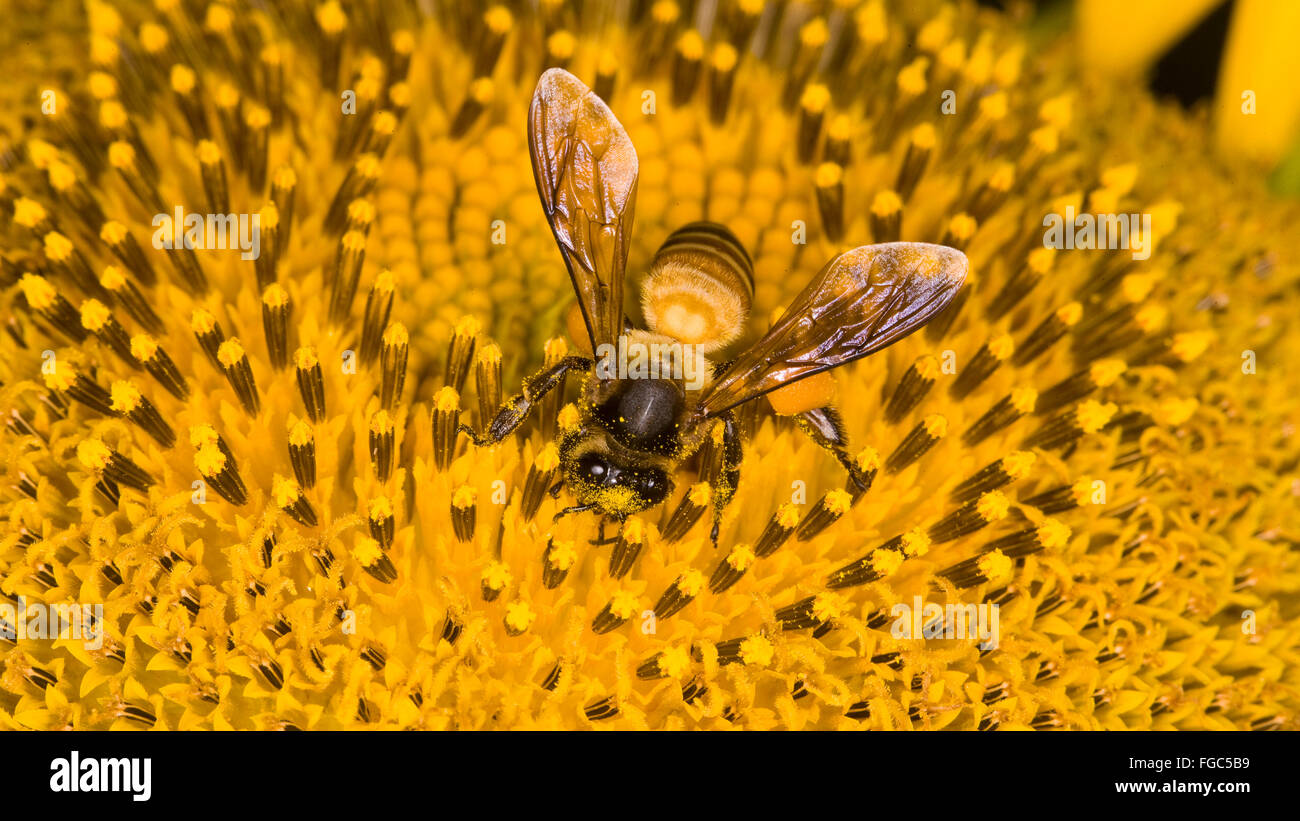 The bee is full of pollen from the flower Stock Photo - Alamy