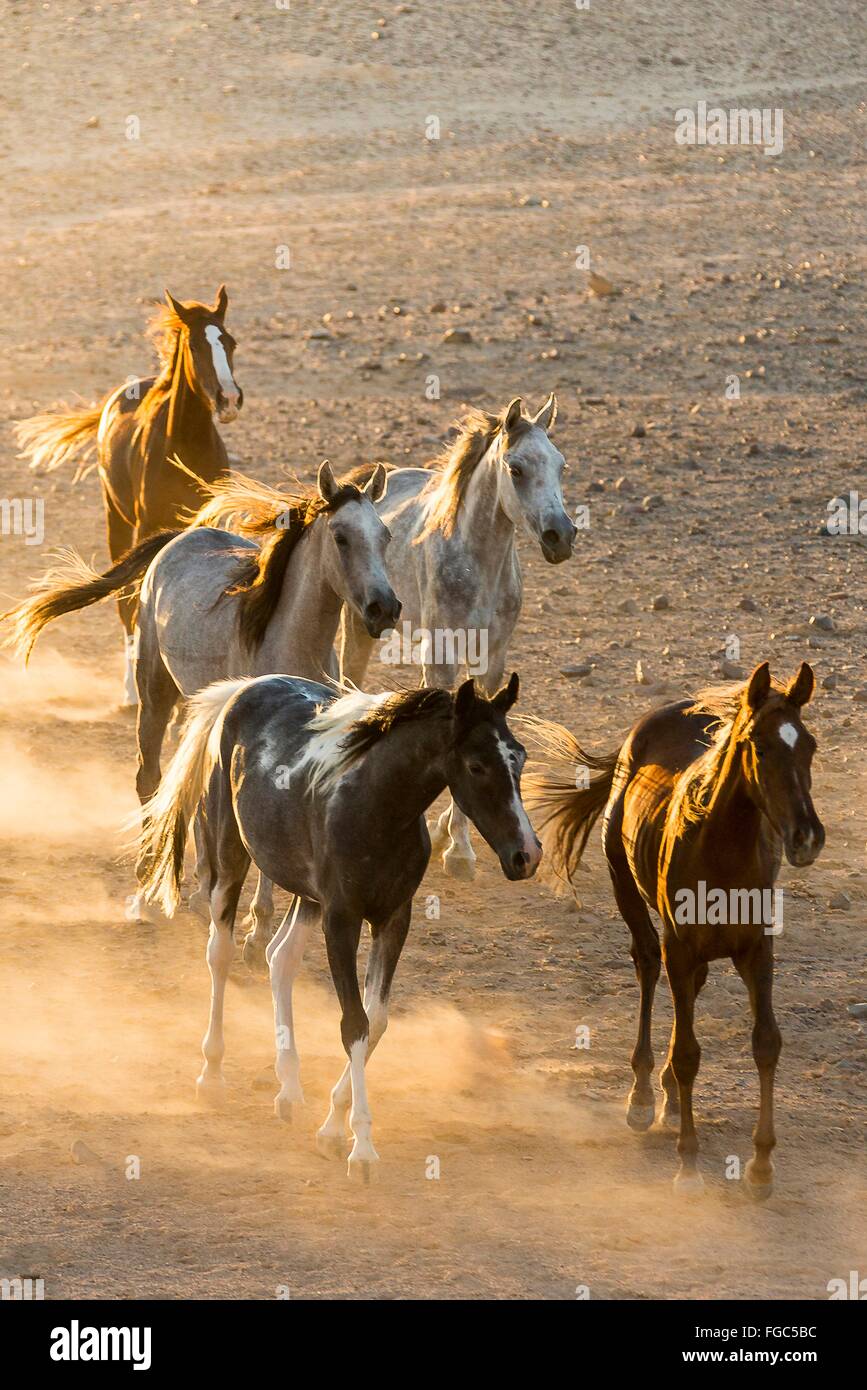 Wild Arabian Horses In The Desert