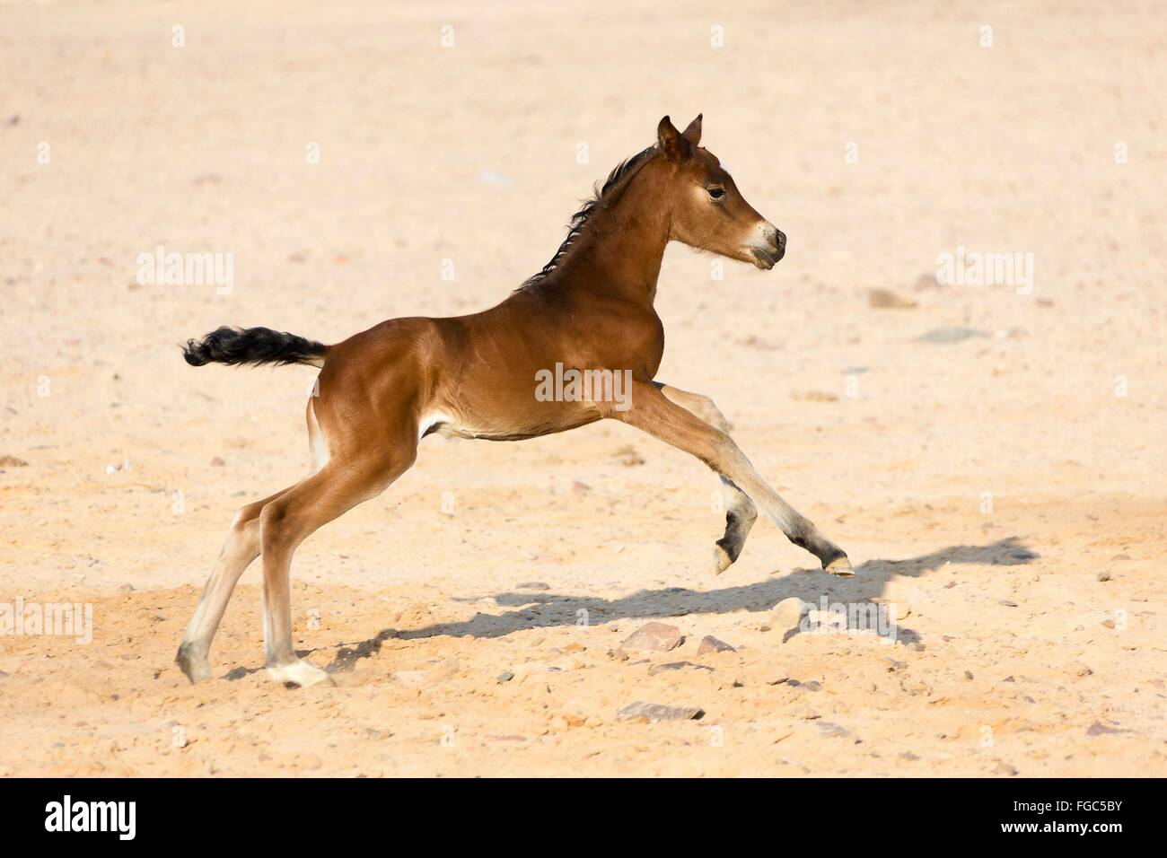 Barb Horse. Filly-foal galloping in the desert. Egypt Stock Photo - Alamy