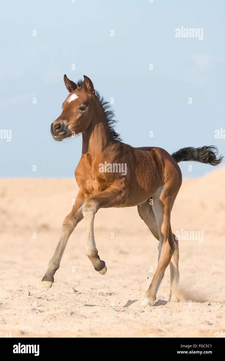 Barb Horse. Filly-foal galloping in the desert. Egypt Stock Photo - Alamy