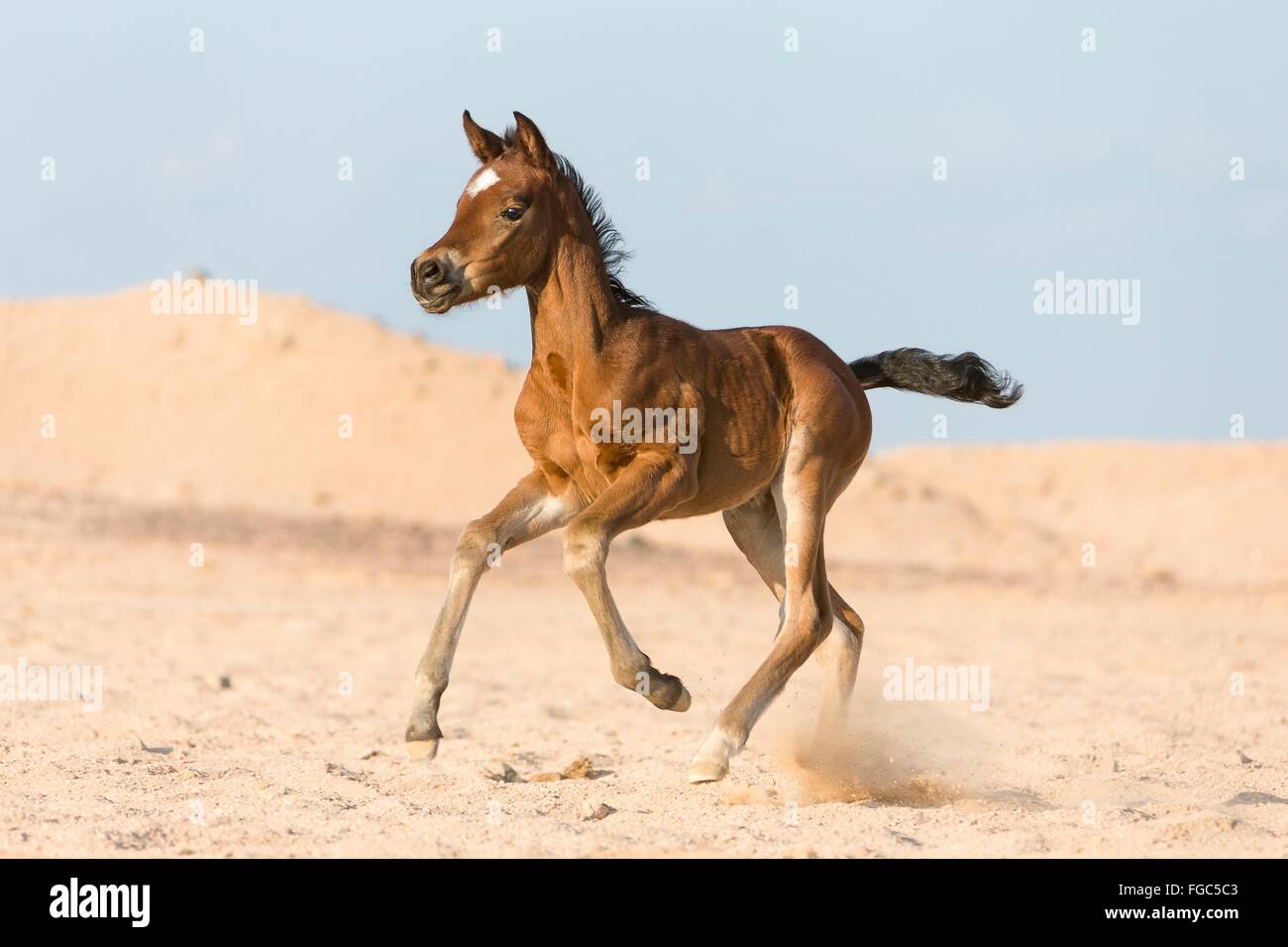 Barb Horse. Filly-foal galloping in the desert. Egypt Stock Photo - Alamy