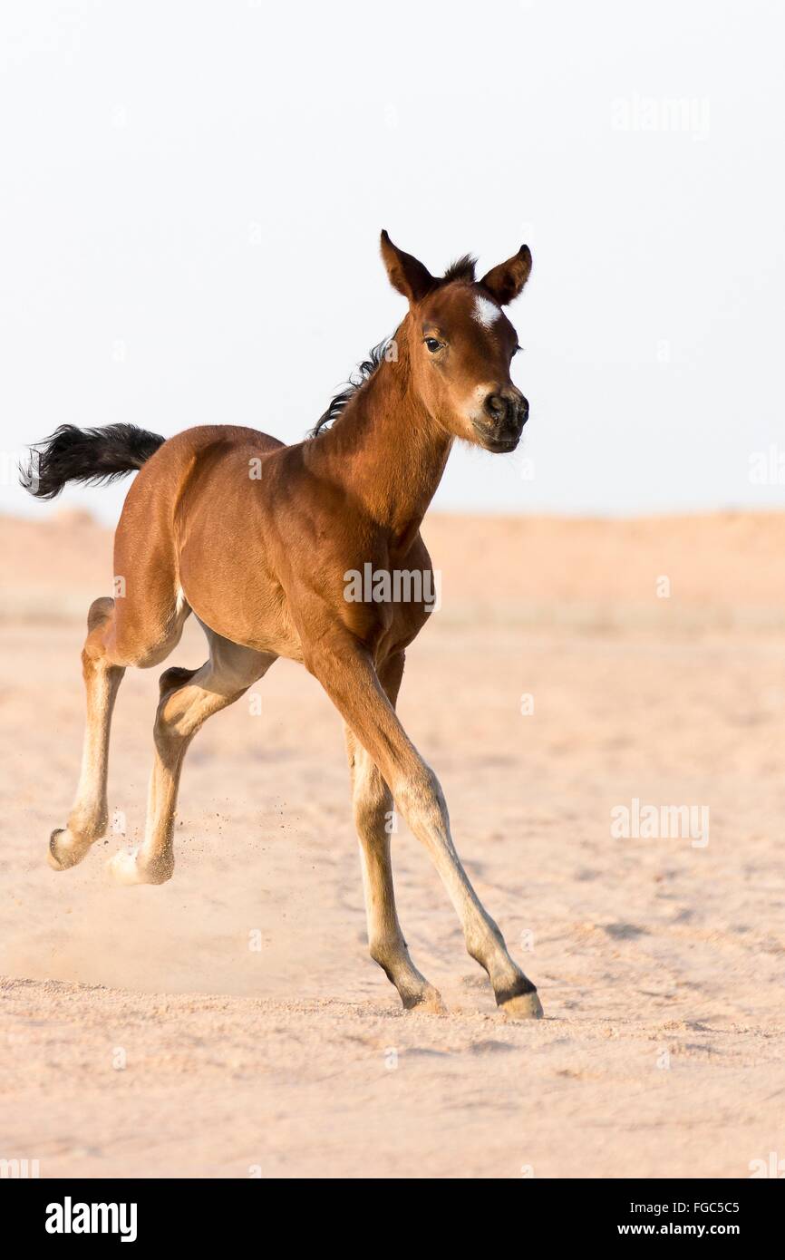 Barb Horse. Filly-foal galloping in the desert. Egypt Stock Photo - Alamy