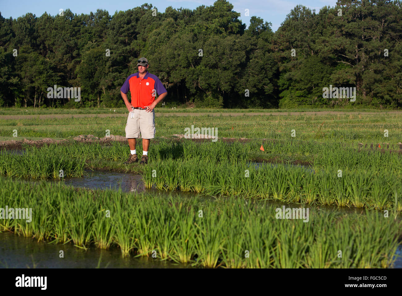 Farmer stands over rice field near Charleston, South Carolina Stock ...