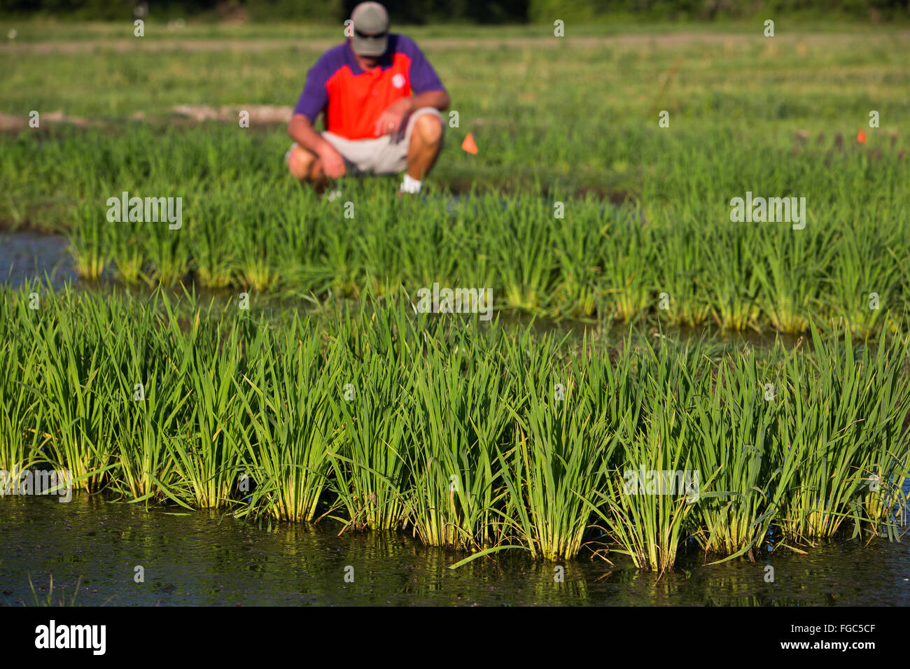 Carolina rice hi-res stock photography and images - Alamy