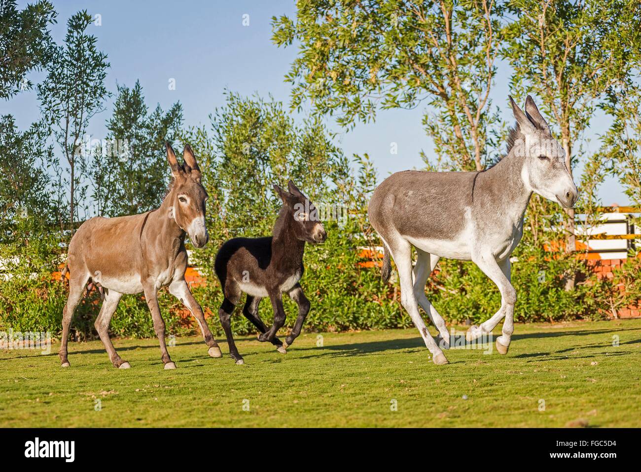 Domestic Donkey. Two jennies and male foal galloping on a lawn. Egypt ...