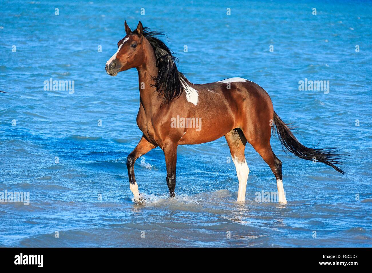 Pintabian. Skewbald mare walking in shallow water. Egypt Stock Photo ...