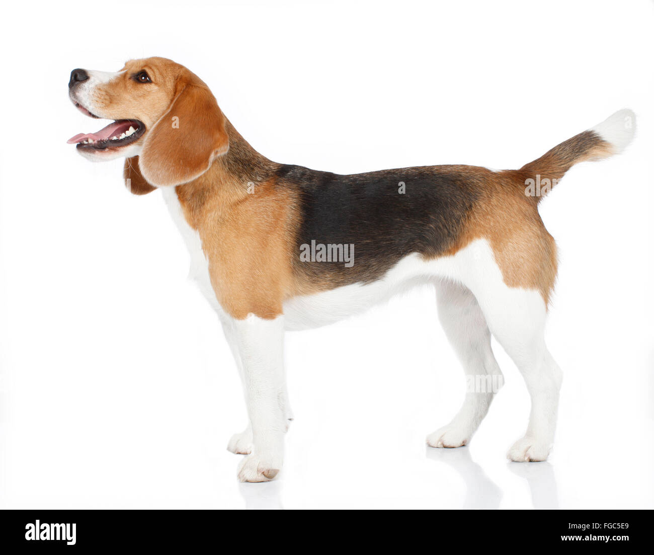 Beagle. Adult standing, seen side-on Studio picture against a white ...