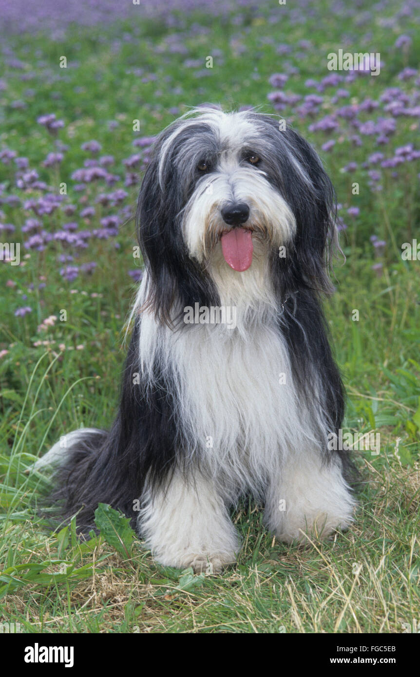 Bearded Collie. Adult dog sitting on the edge of a field. Germany Stock ...
