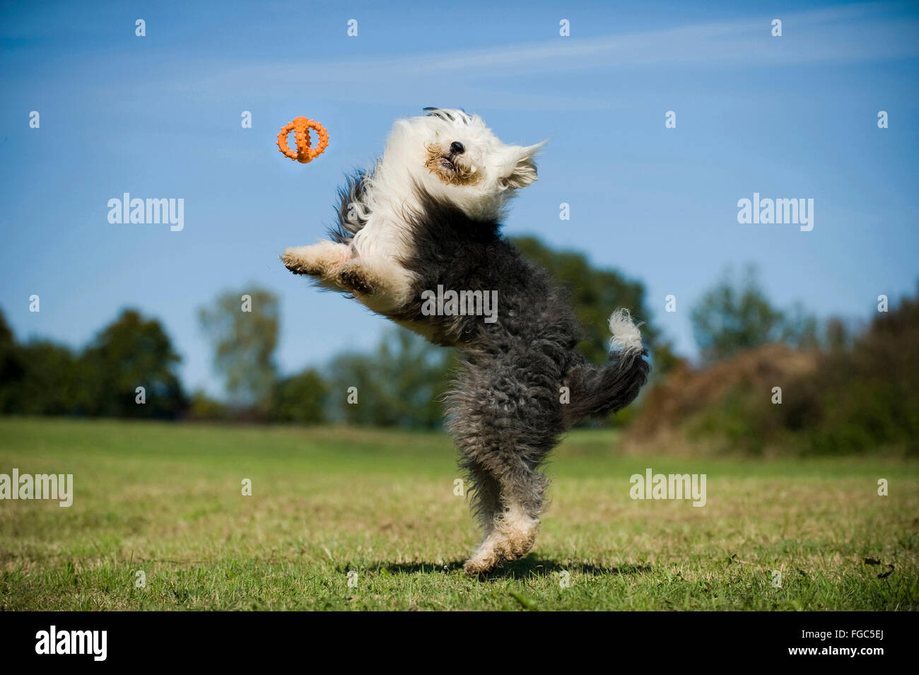 Old English Sheepdog. Adult jumping in order to fetch a toy. Germany ...