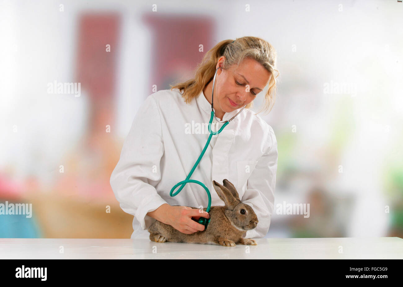 Vet using a stethoscope to listen to the heart sounds of a domestic ...
