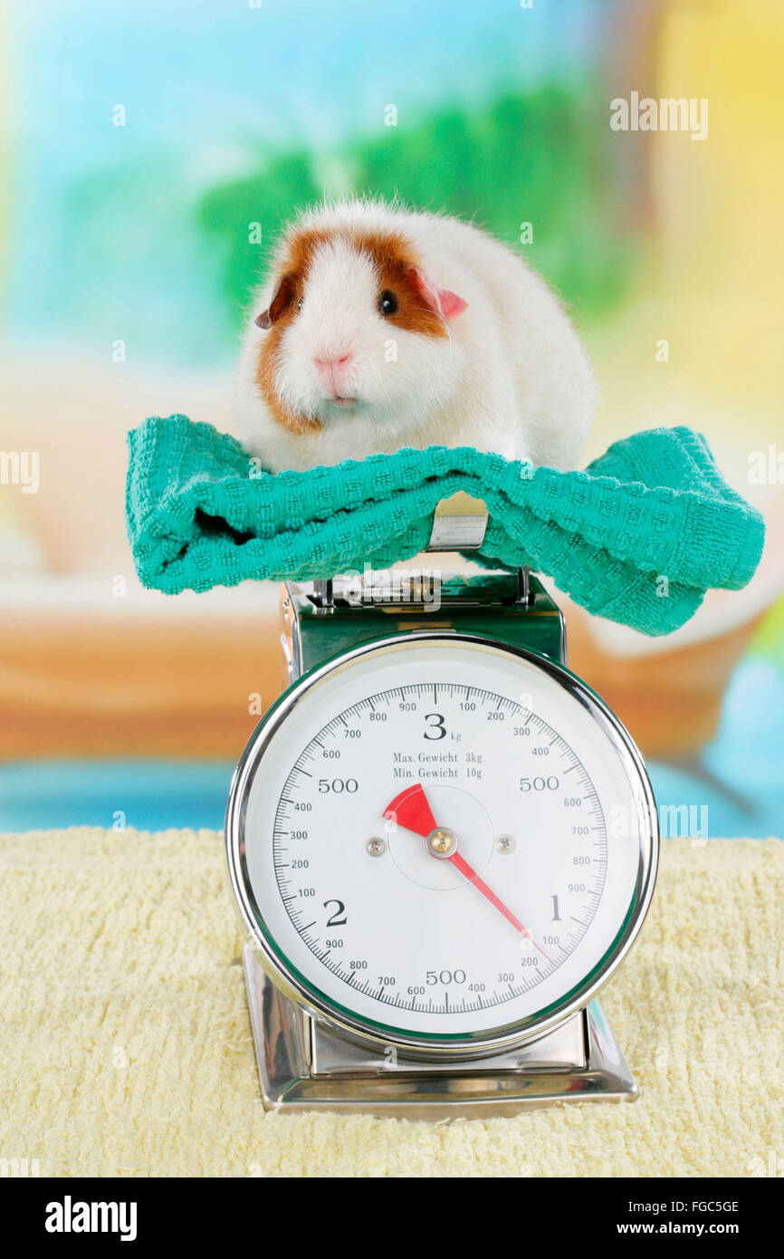 Domestic Guinea Pig on a scale. Germany Stock Photo - Alamy