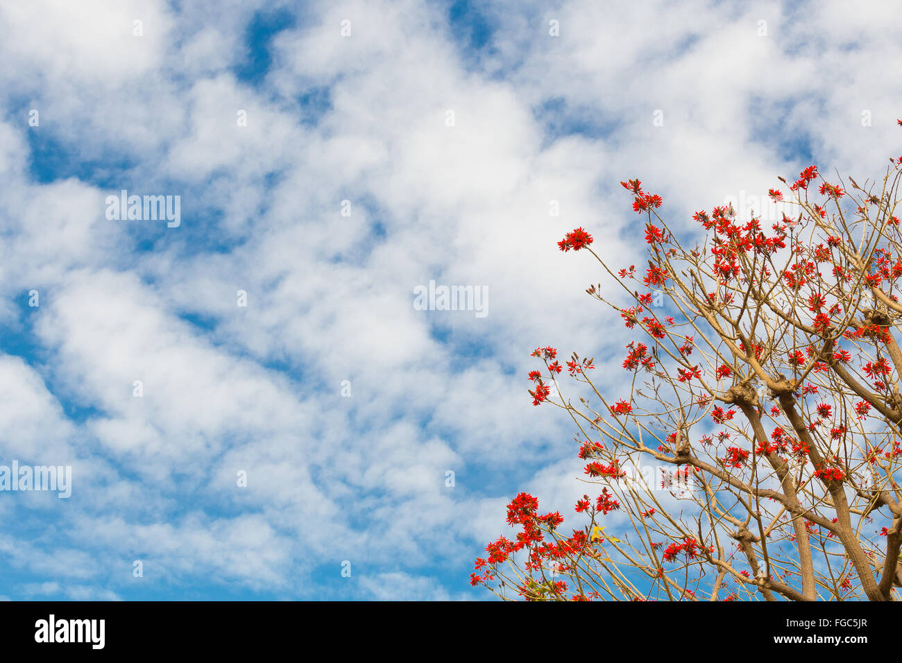 Plants and sky abstract created in California Stock Photo - Alamy