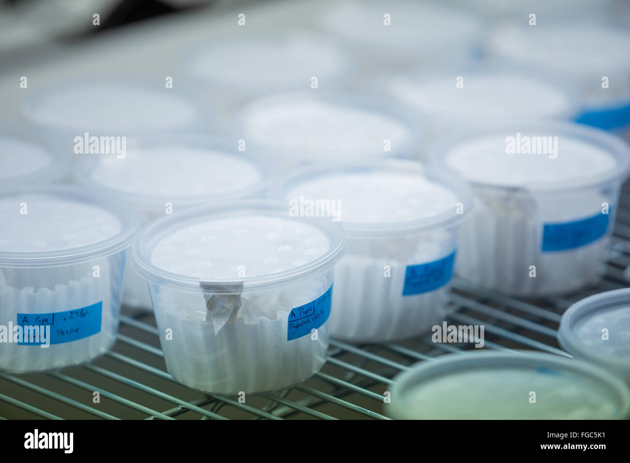 Sample dishes with gmo experiments at a science lab in California Stock ...