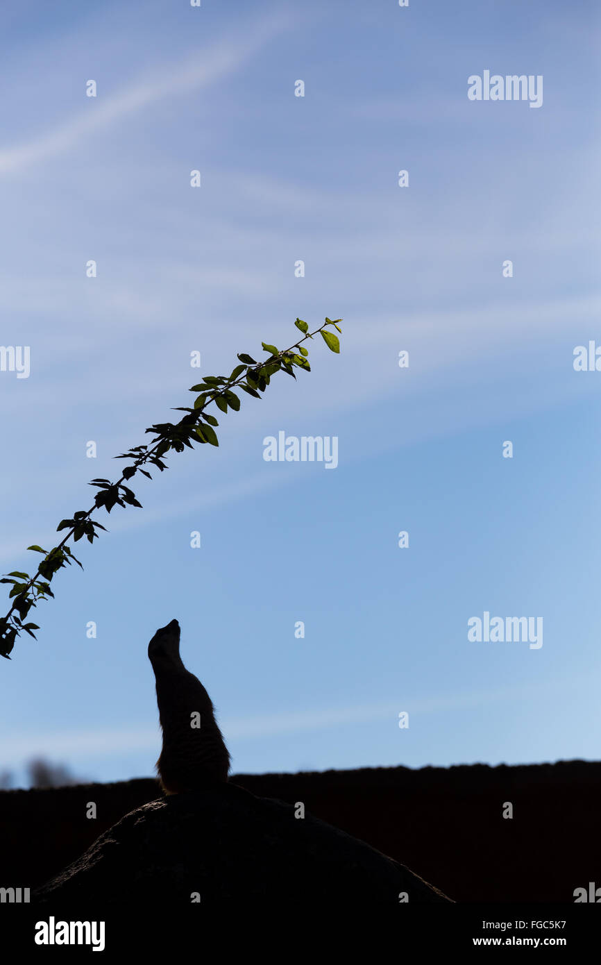 Daytime predators hi-res stock photography and images - Alamy