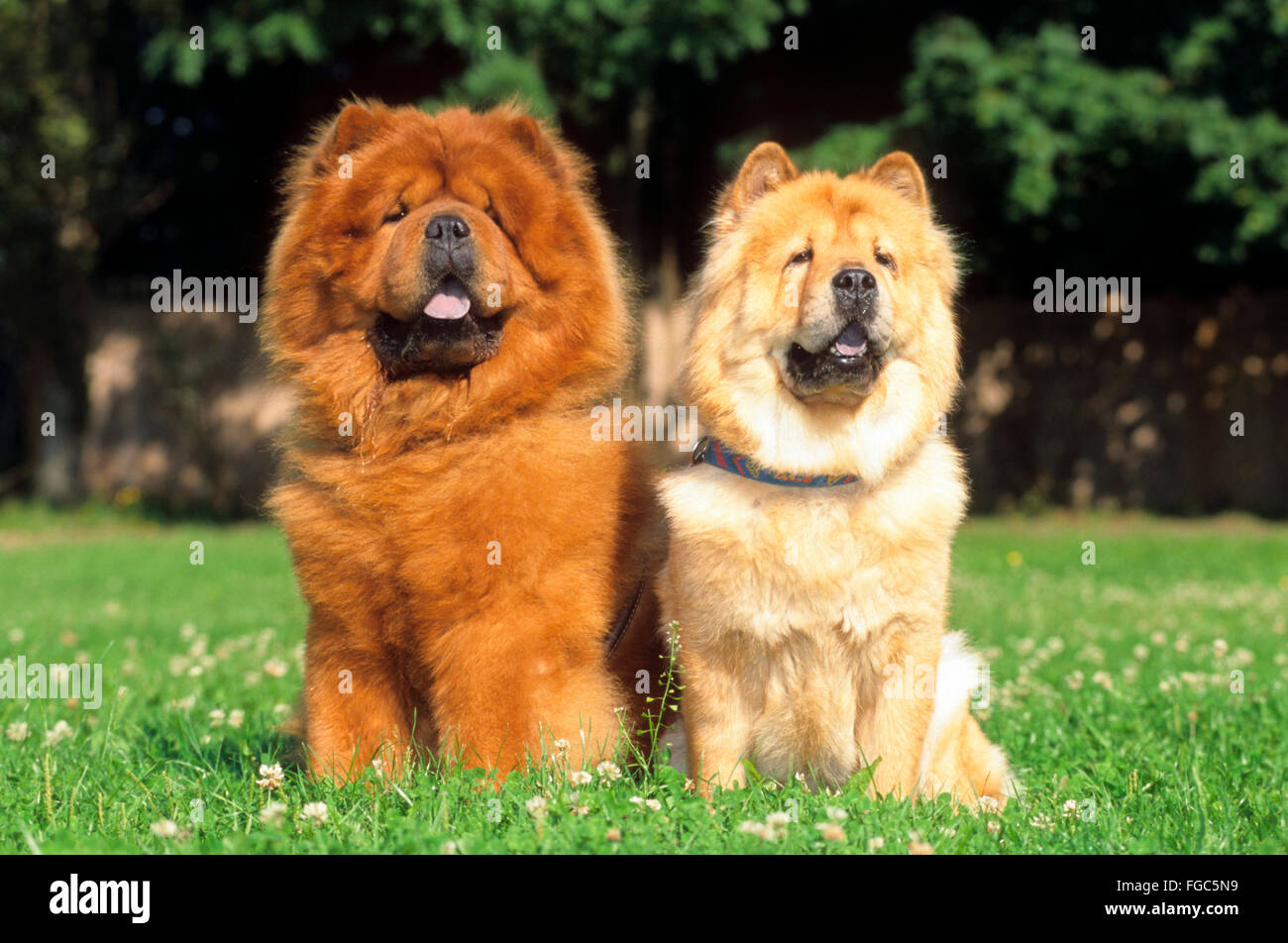 Chow dogs hi-res stock photography and images - Alamy