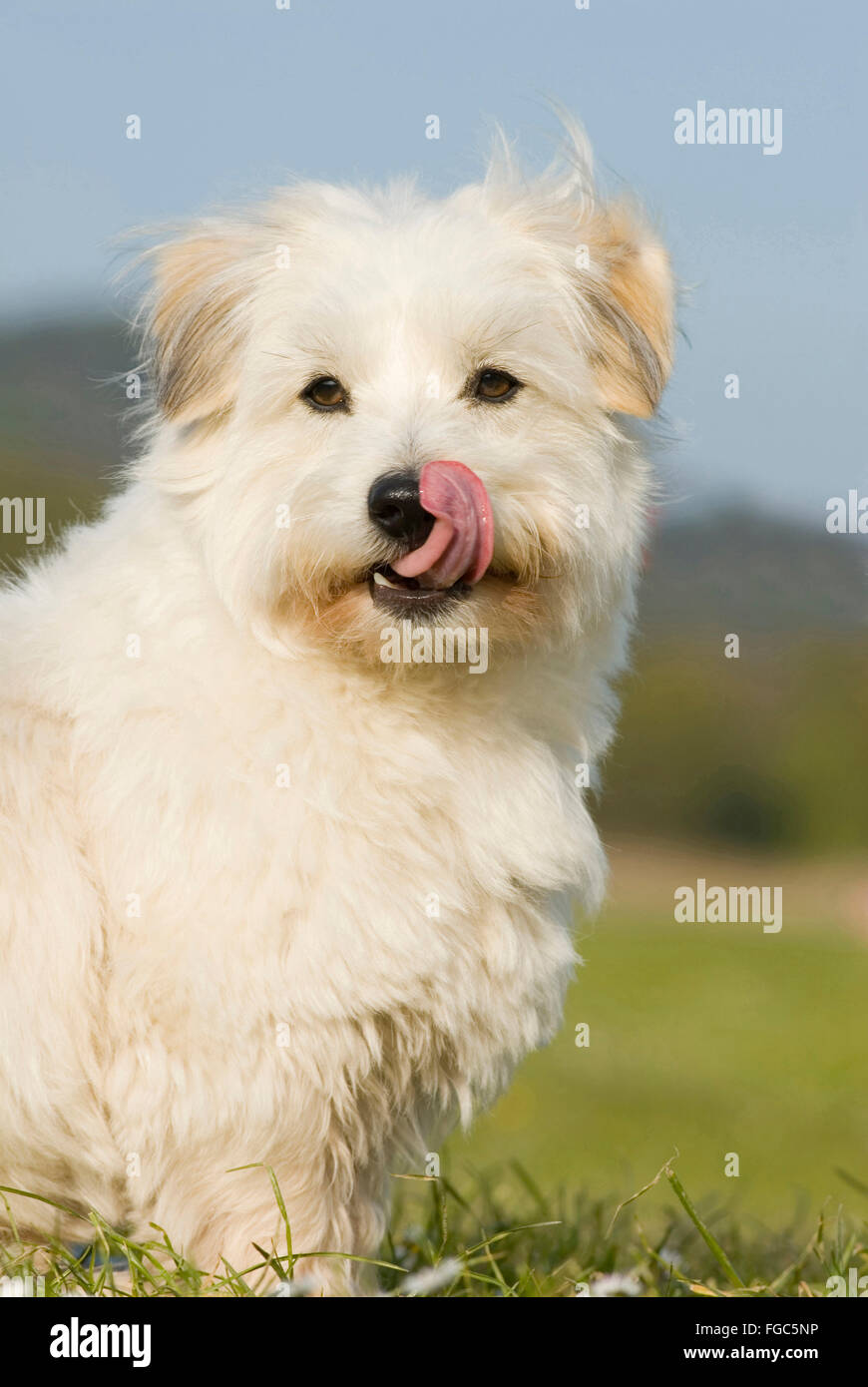 Coton de Tulear. Adult dog sitting on a meadow, licking over its nose ...