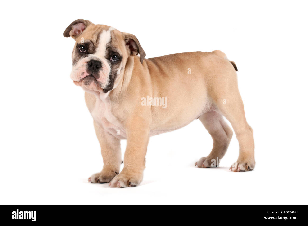 English Bulldog. Puppy standing. Studio picture against a white ...