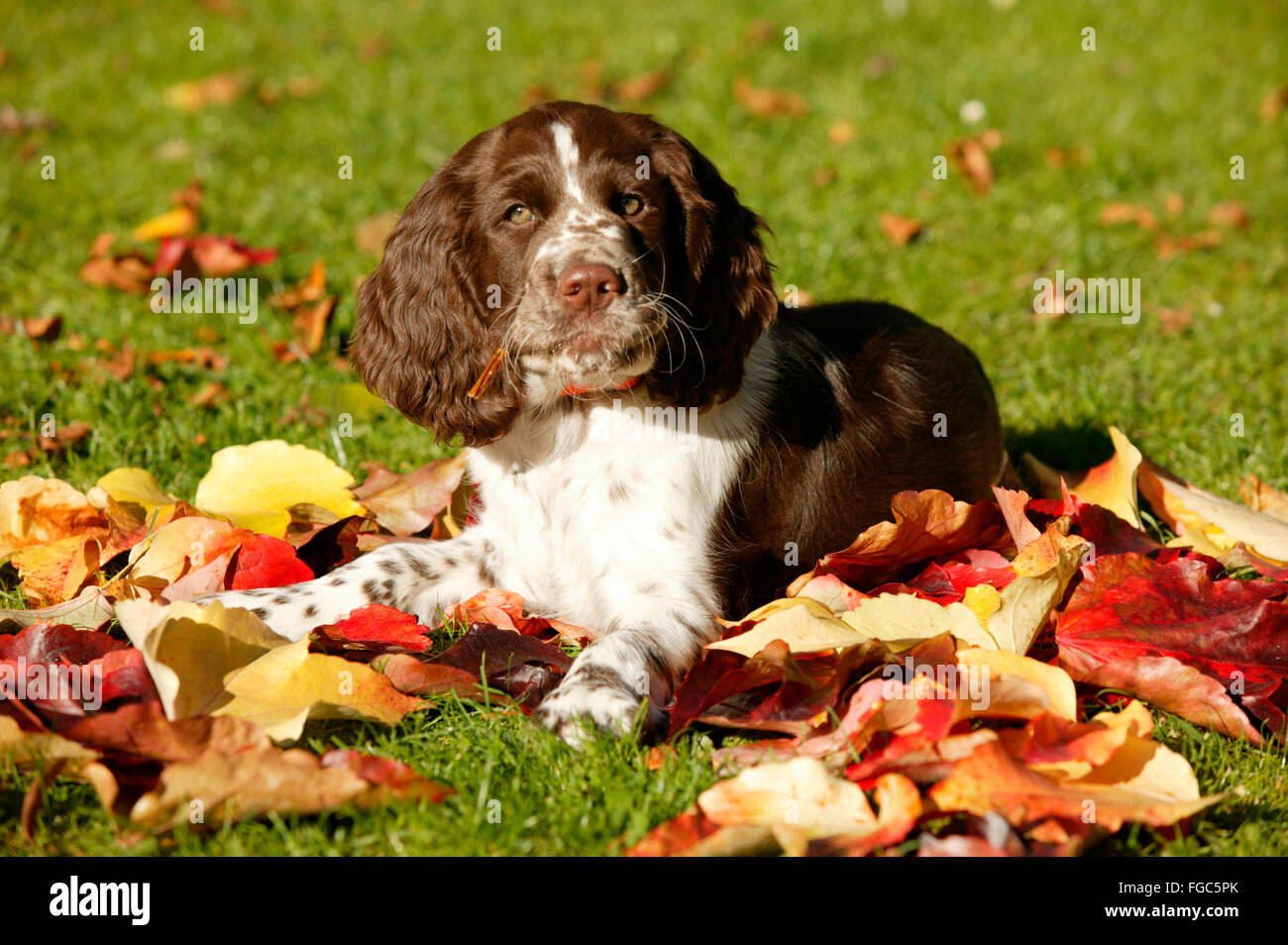 English Springer Spaniel. Puppy lying on autumn leaves. Germany Stock ...