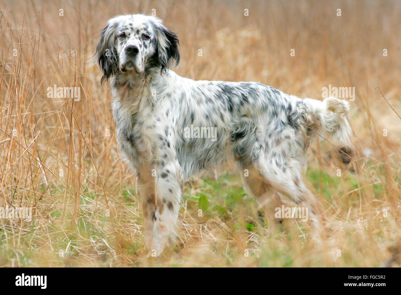 English setter standing in grass hi-res stock photography and images ...