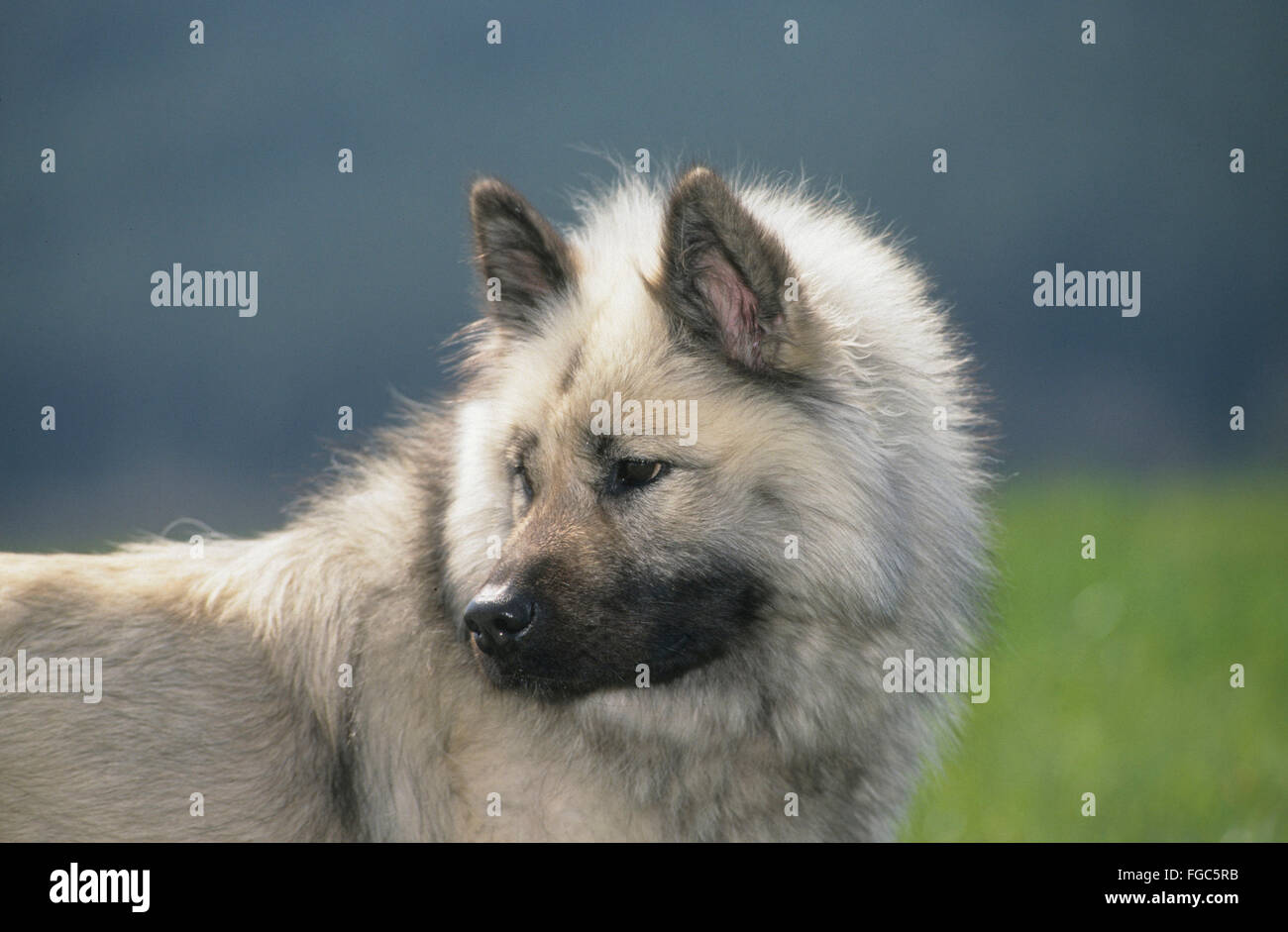 Eurasier, Eurasian. Portrait of adult. Germany Stock Photo - Alamy