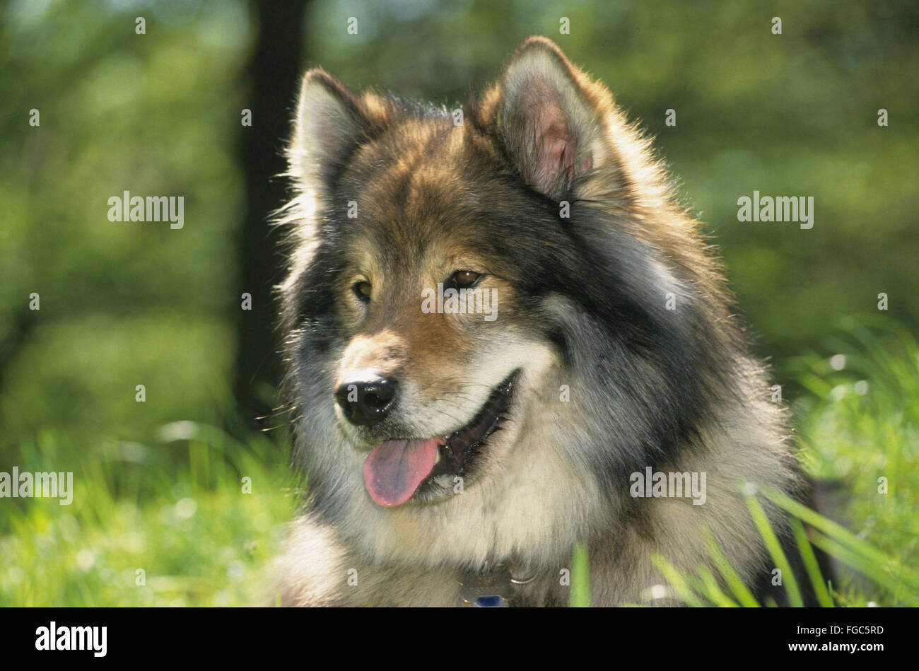 Eurasier, Eurasian. Portrait of adult. Germany Stock Photo - Alamy
