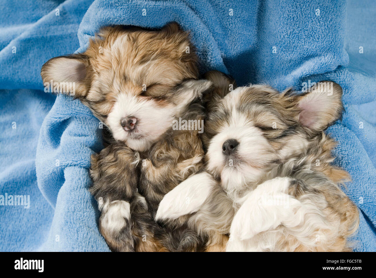 Havanese dog. Two puppies sleeping on a blue blanket. Germany Stock ...