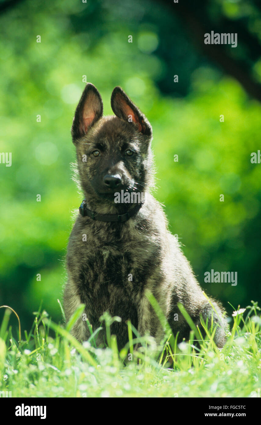 Dutch Shepherd Dog, Hollandse Herder. Puppy sitting in grass. Germany ...