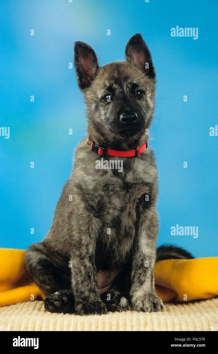 Sitting hollandse herder hi-res stock photography and images - Alamy