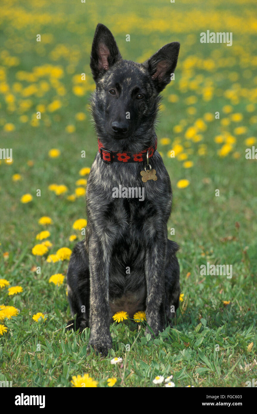 A dutch shepherd hi-res stock photography and images - Alamy