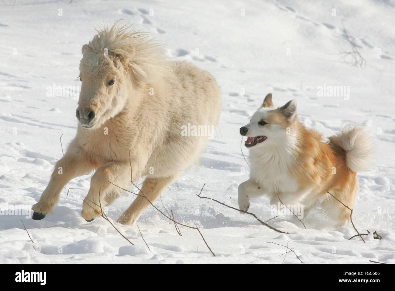 Shetland pony dog hi-res stock photography and images - Alamy