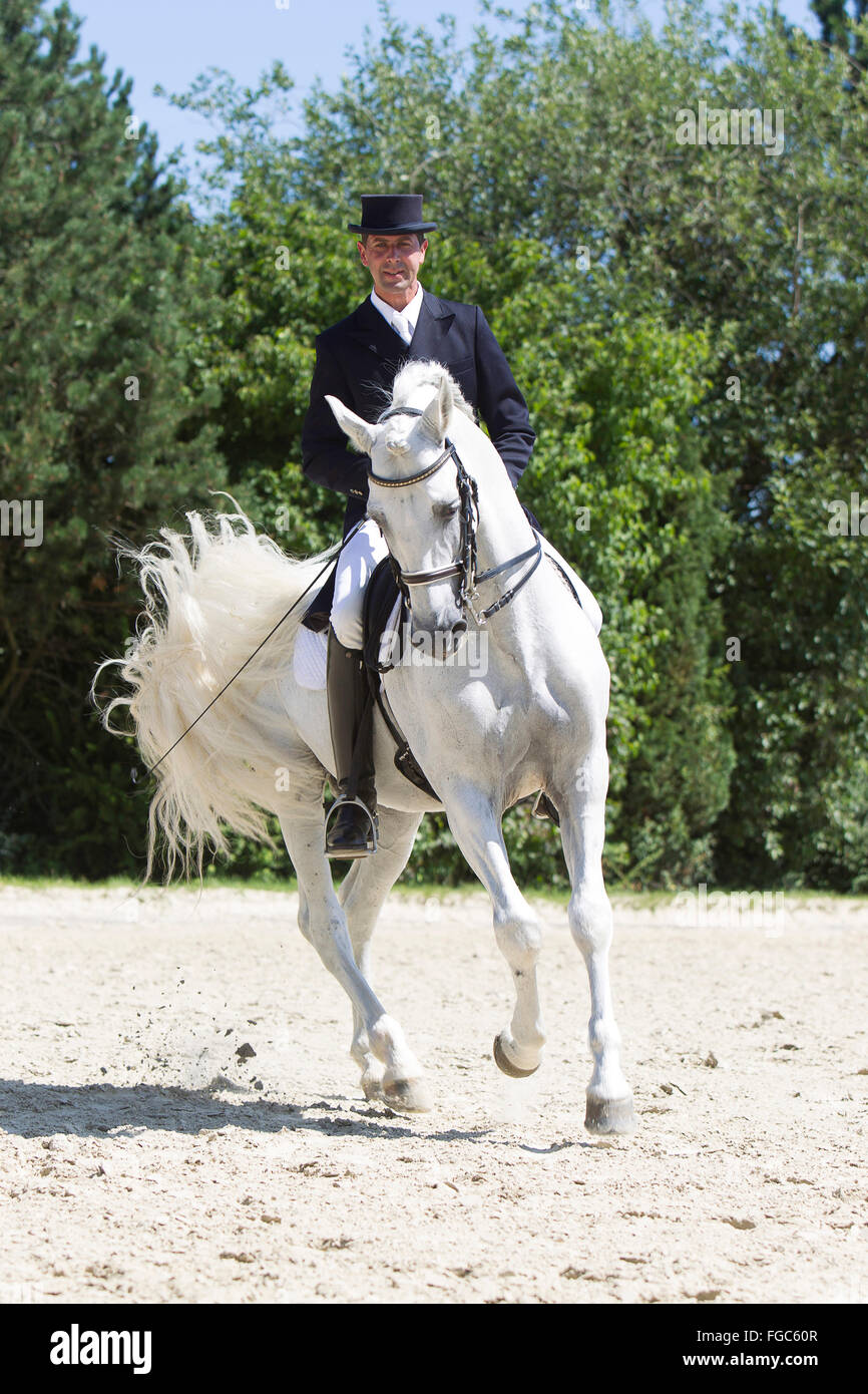 Pure Spanish Horse, Andalusian. Rider on gray stallion, performing a ...